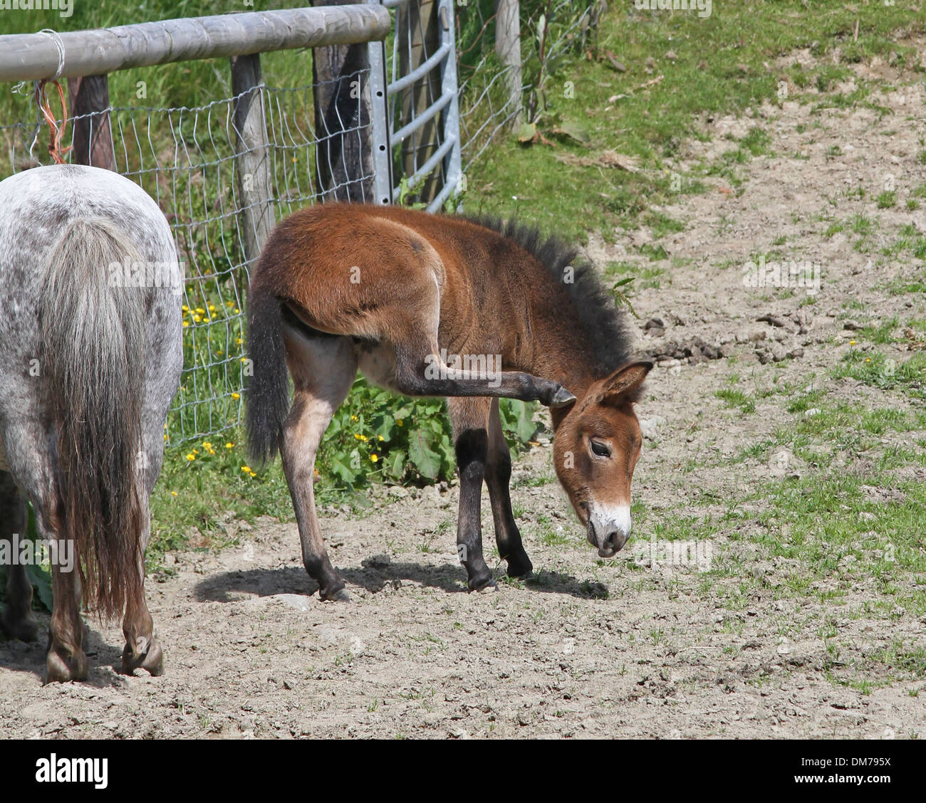 Shetland pony mare with mini mule foal Stock Photo - Alamy