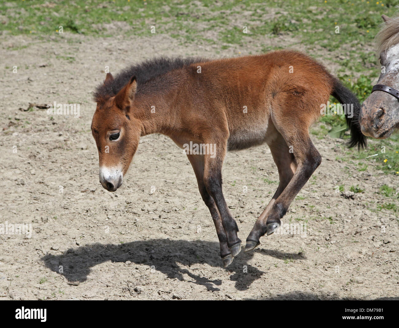 Mini Horse Jumping High Resolution Stock Photography and Images - Alamy