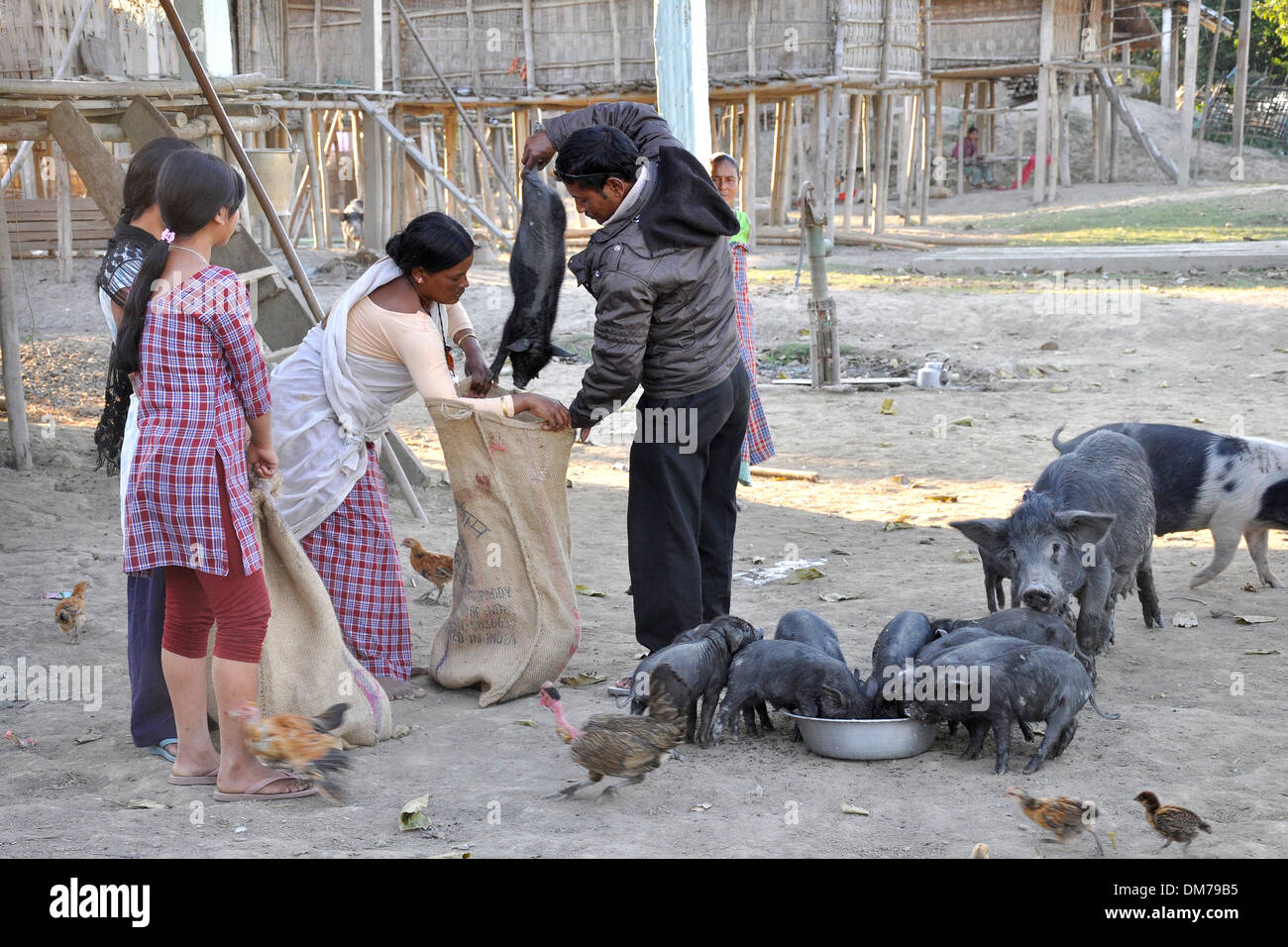 Mishing tribe hi-res stock photography and images - Alamy