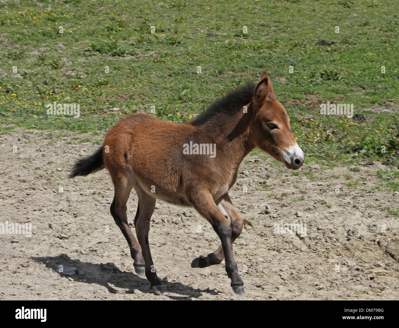 Donkey foal play hi-res stock photography and images - Alamy