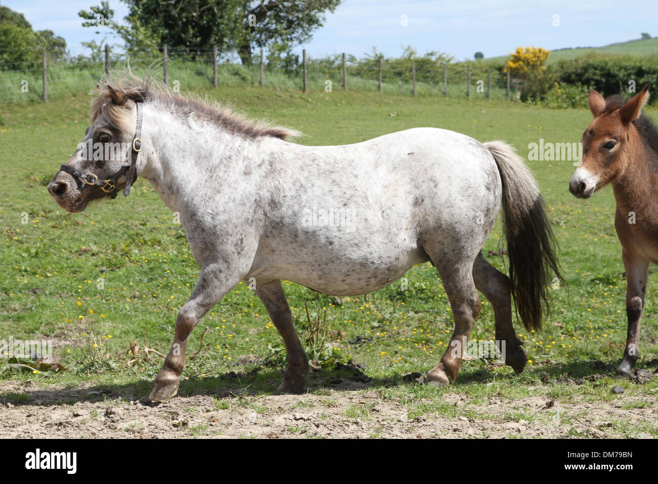 Shetland pony mare with mini mule foal Stock Photo: 64085273 - Alamy