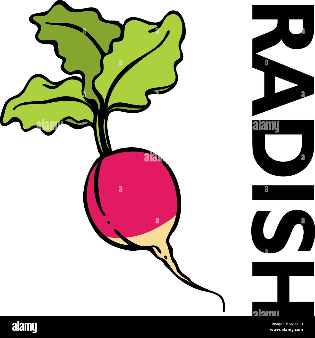 Radish red Stock Vector Images - Alamy