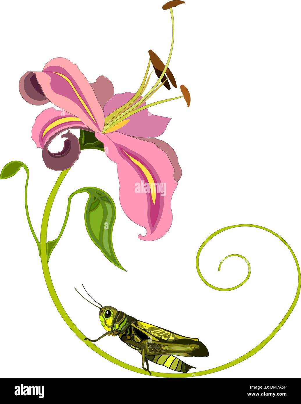 Grasshopper vector vectors hi-res stock photography and images - Alamy