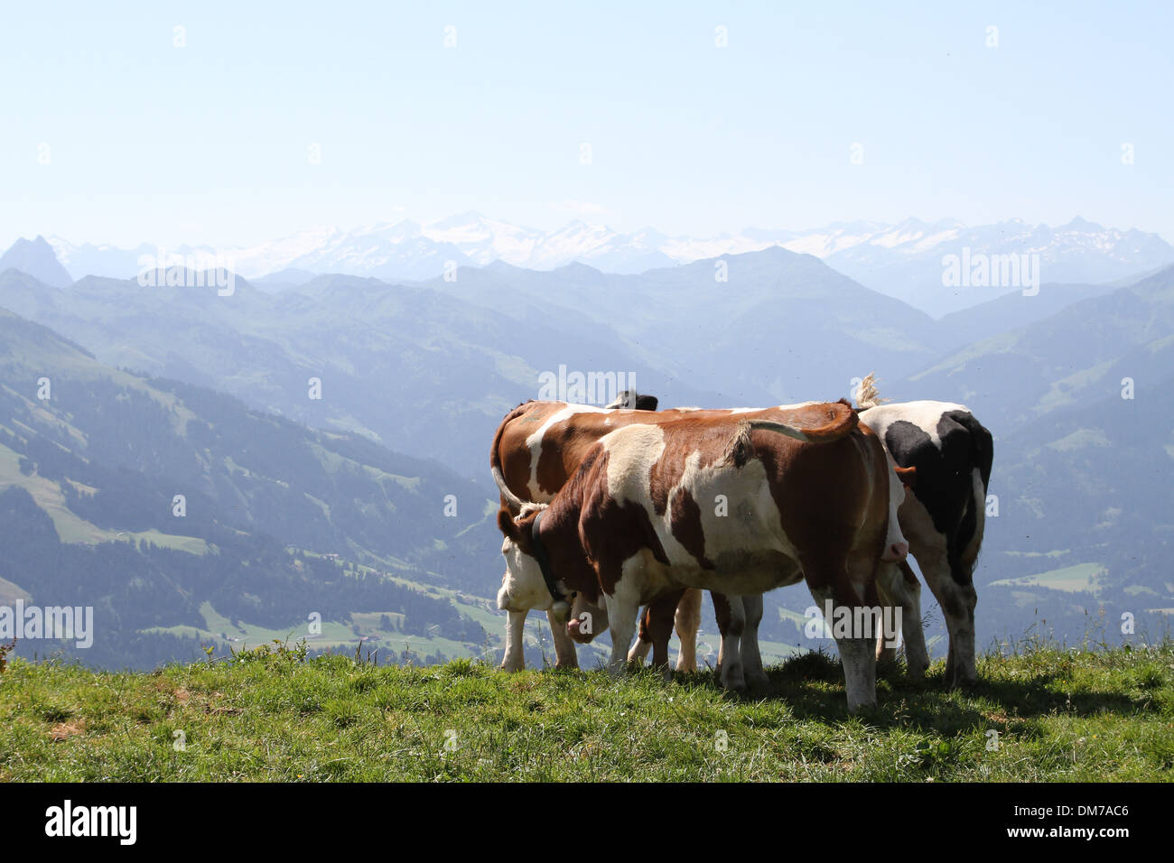 Soll austria summer hi-res stock photography and images - Alamy