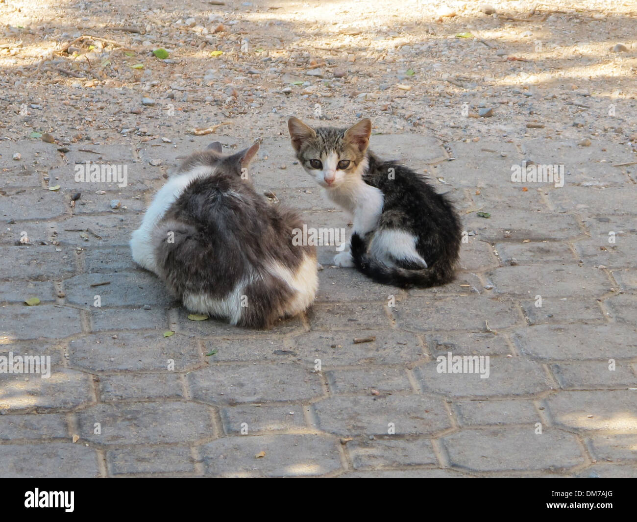 Greek kittens hi-res stock photography and images - Alamy