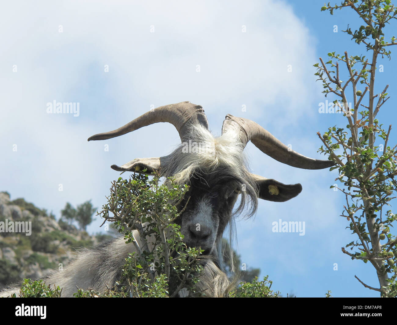 Greek goat hi-res stock photography and images - Alamy