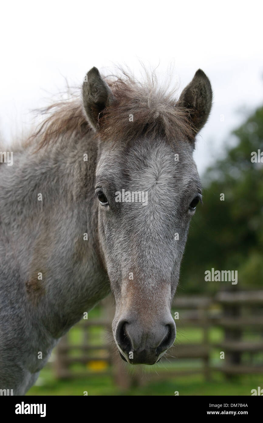 Grey Eriskay pony foal Stock Photo - Alamy