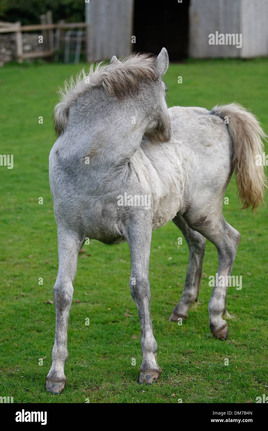 Grey Eriskay pony foal Stock Photo - Alamy