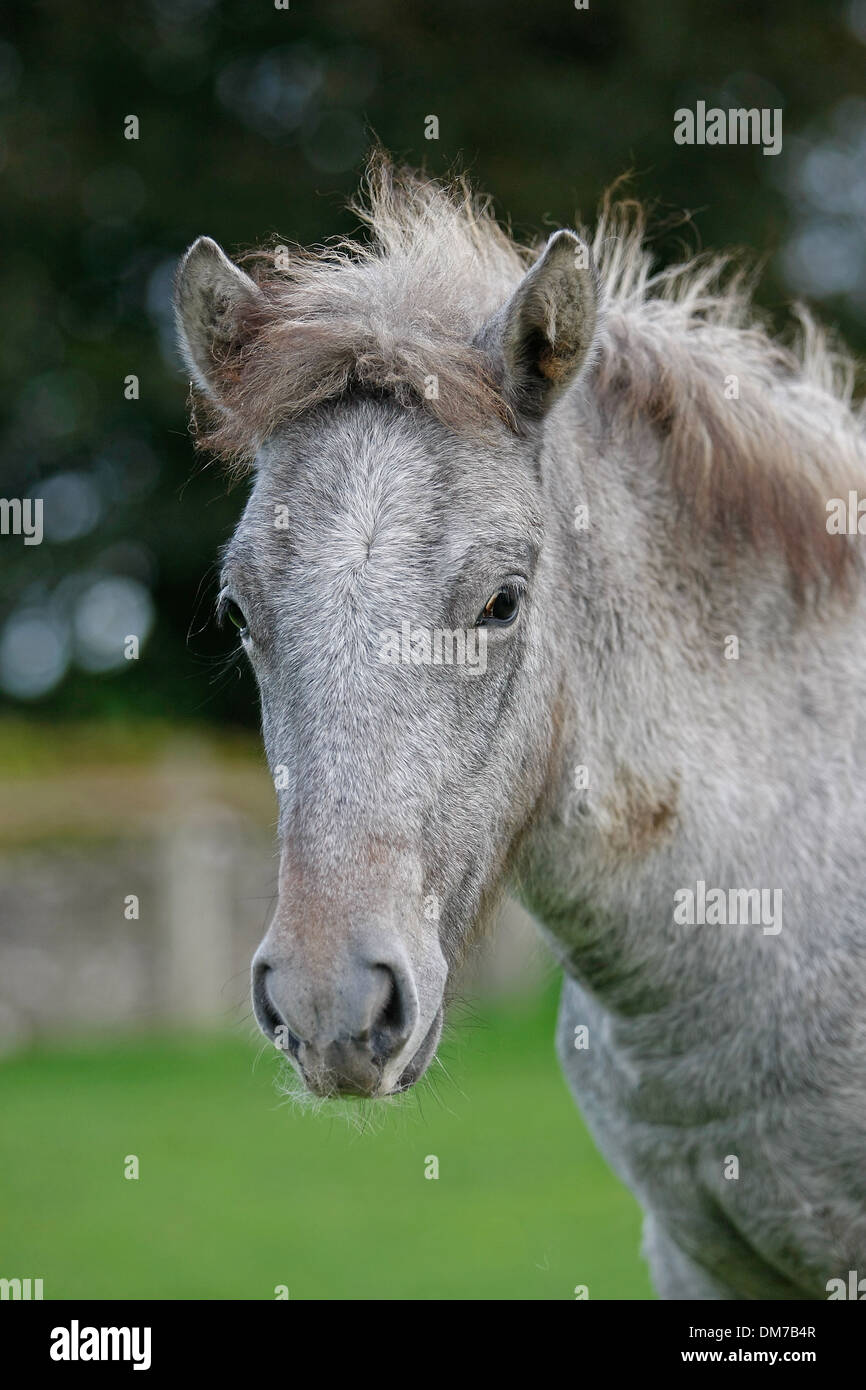 Grey Eriskay pony foal Stock Photo - Alamy