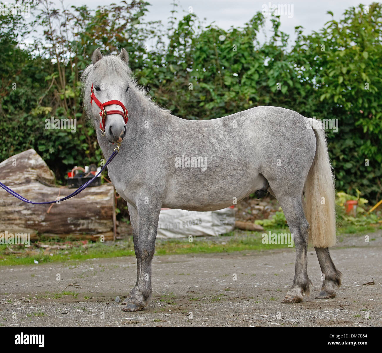 An Eriskay pony stallion Stock Photo - Alamy