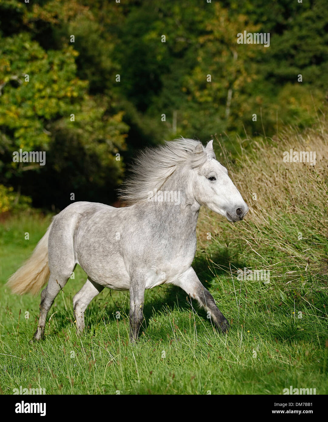 A beautiful grey Eriskay pony stallion galloping in the field Stock ...