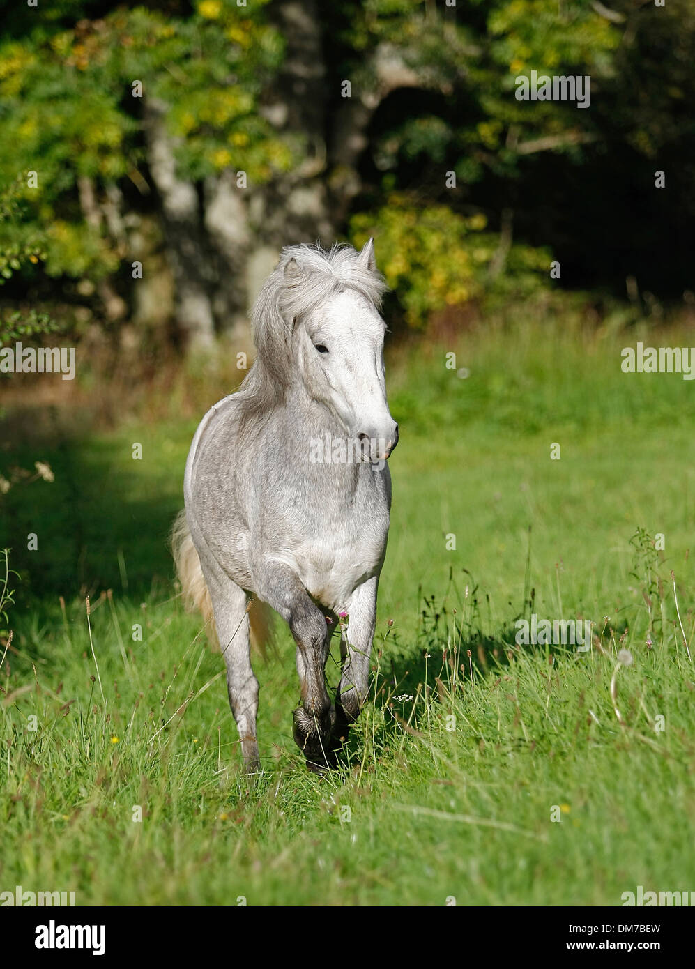 A beautiful grey Eriskay pony stallion galloping in the field Stock ...
