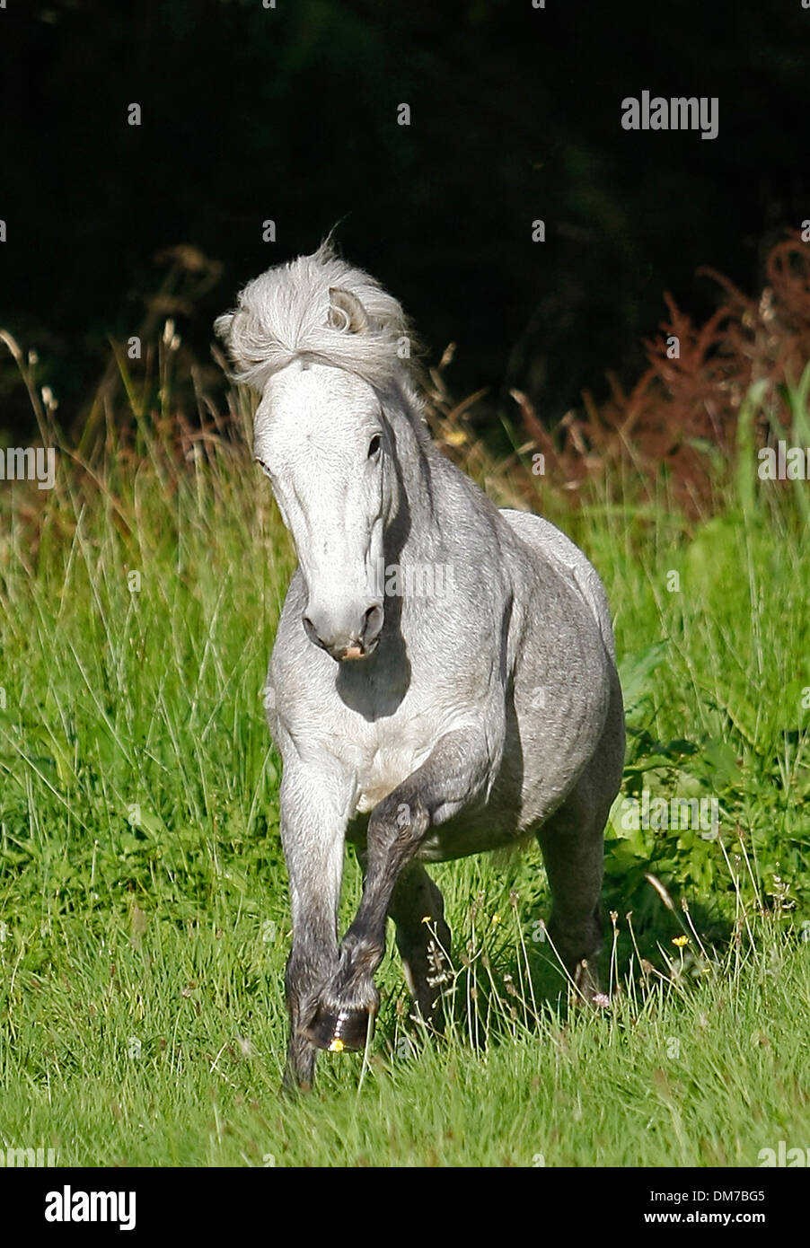 A beautiful grey Eriskay pony stallion galloping in the field Stock ...