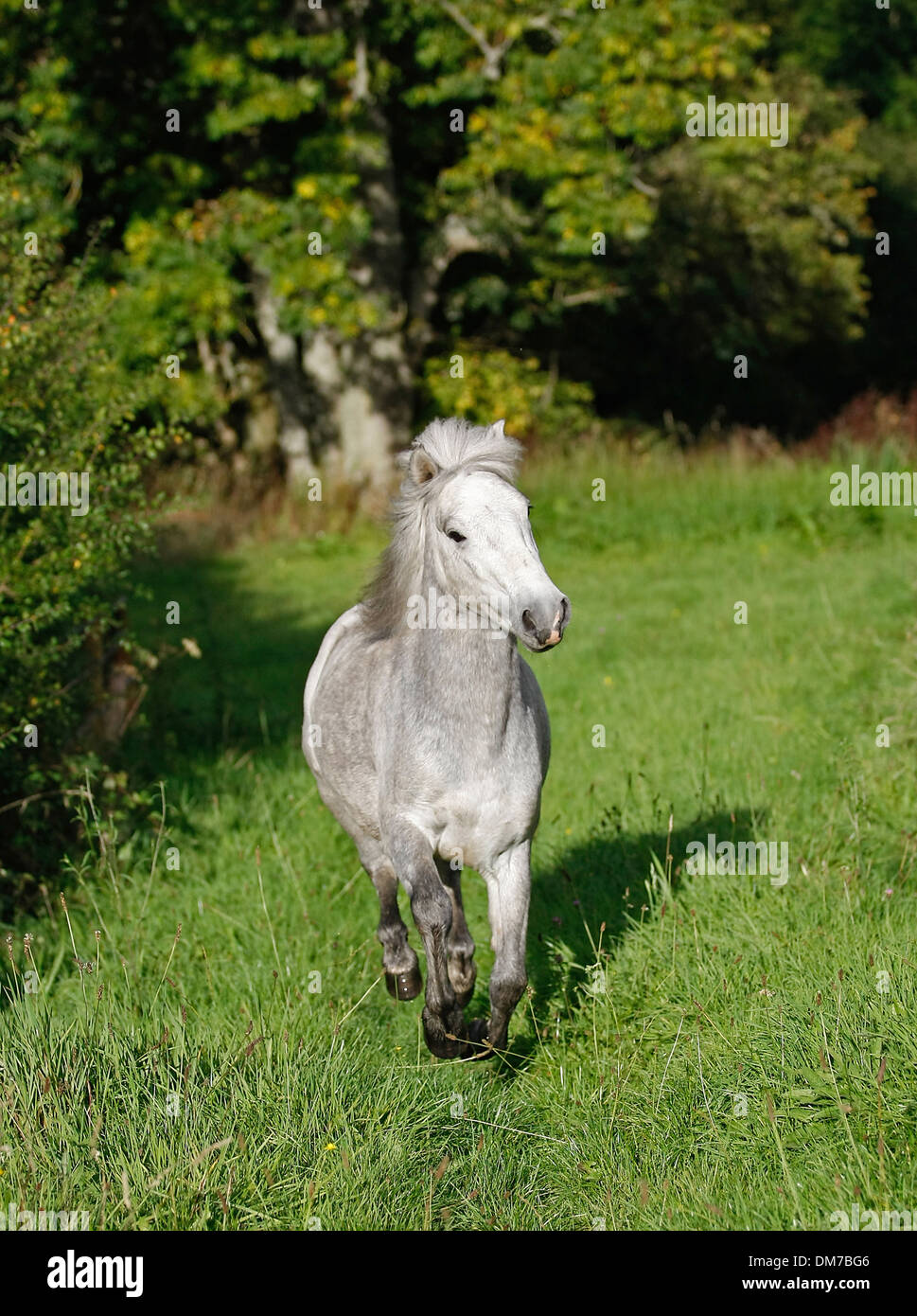 A beautiful grey Eriskay pony stallion galloping in the field Stock ...