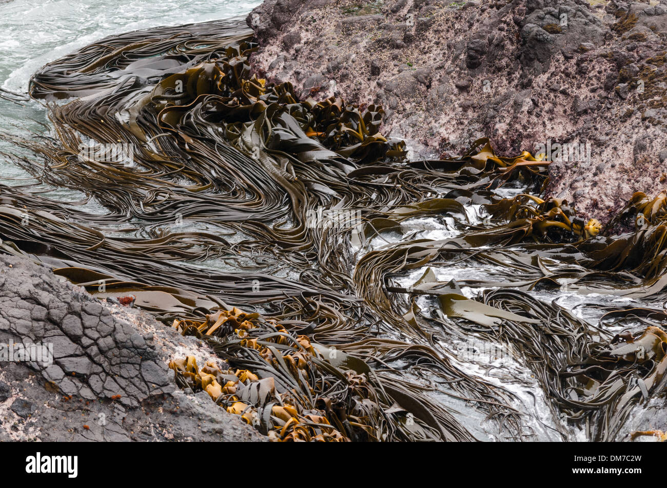 Bull kelp hi-res stock photography and images - Alamy