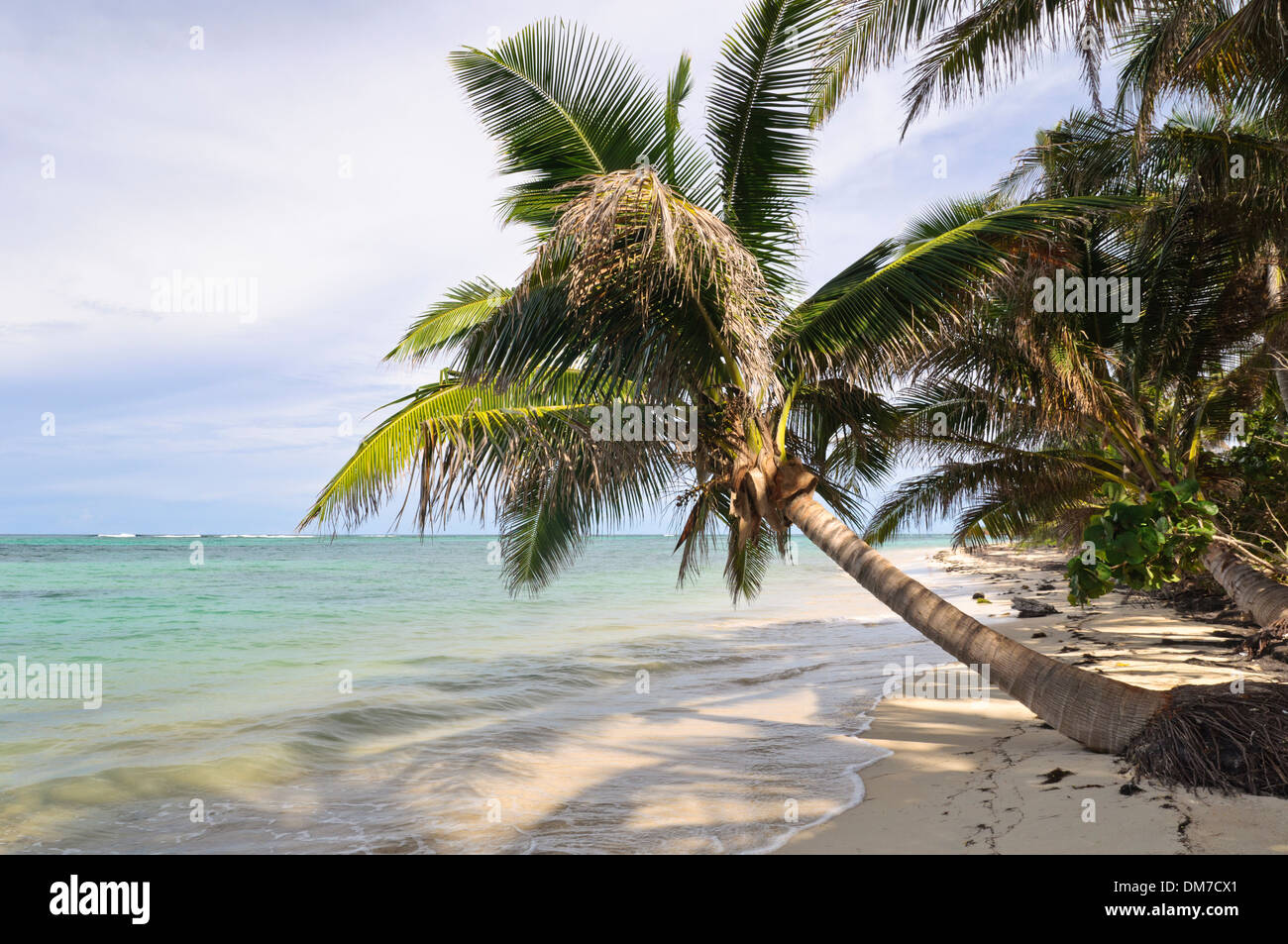 Caribbean Shoreline Little Corn Island Nicaragua Central America