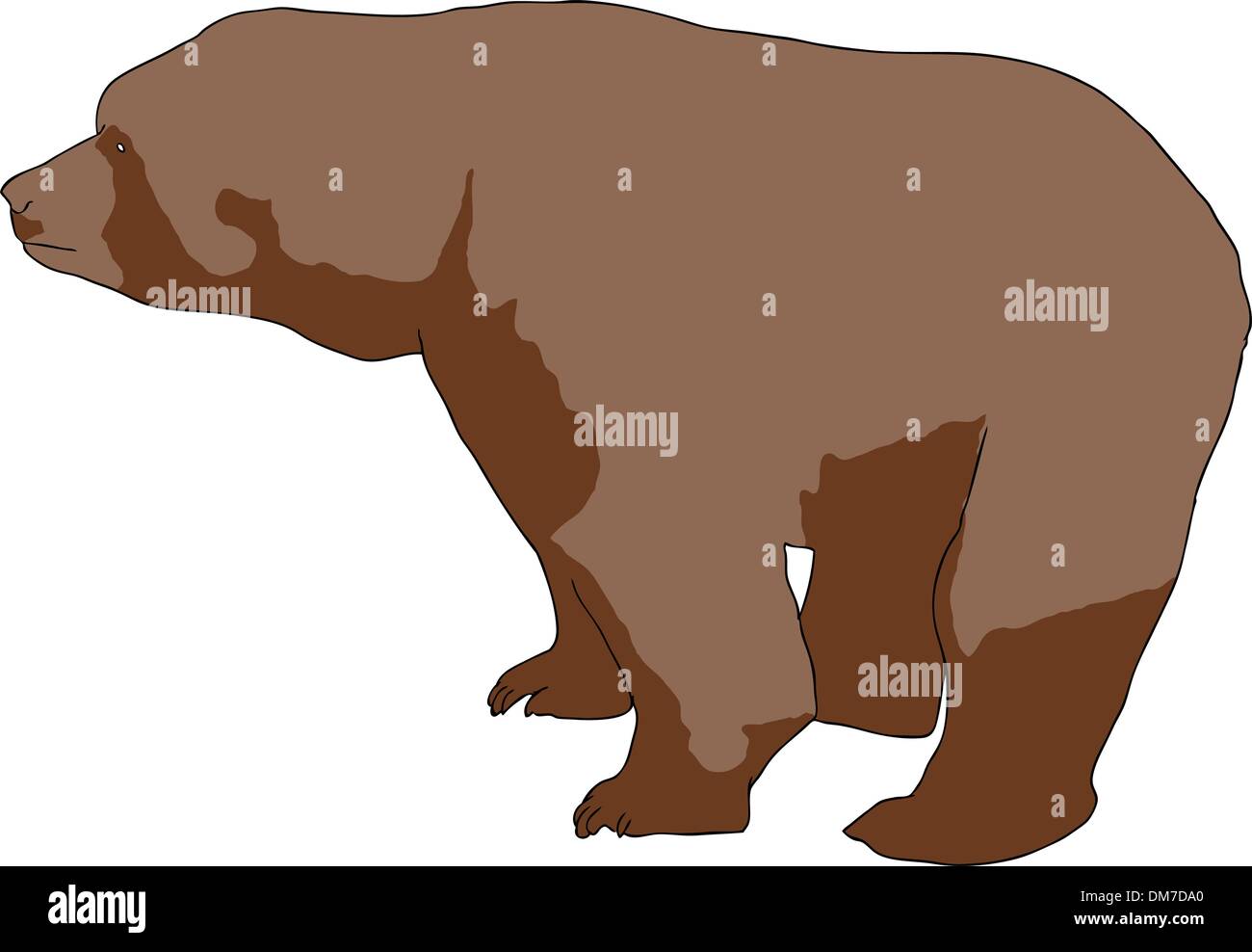 Wild bear cartoon illustration Stock Vector Images - Alamy