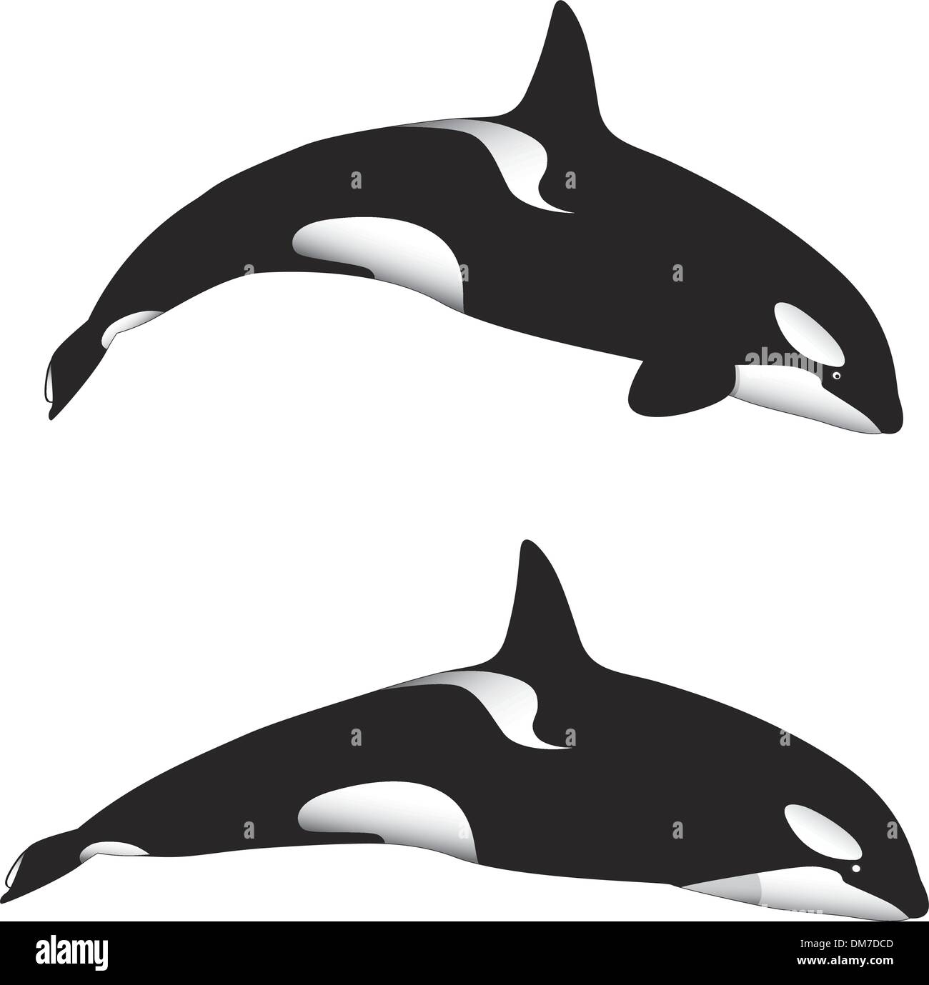 Orca Stock Vector Images - Alamy