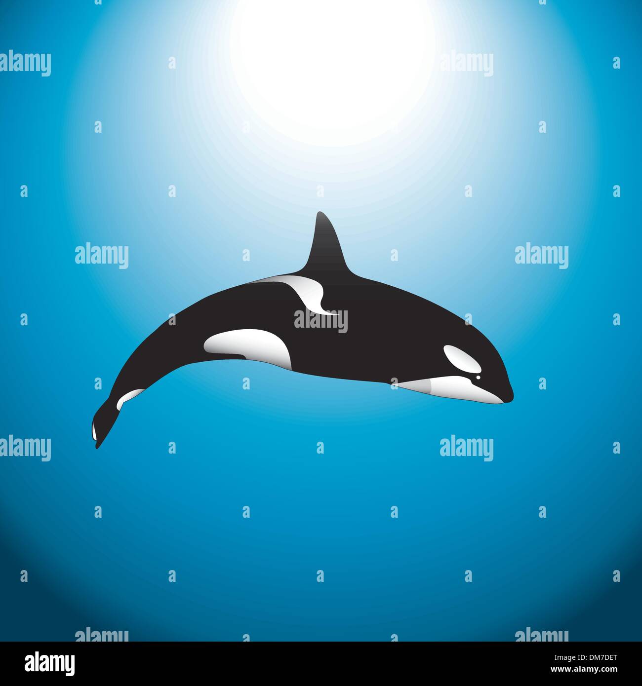 Orca Whale with Baby Stock Vector Image & Art - Alamy
