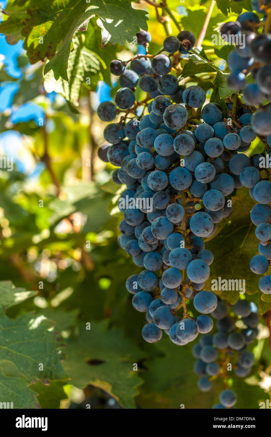 grape bunch, very shallow focus Stock Photo - Alamy