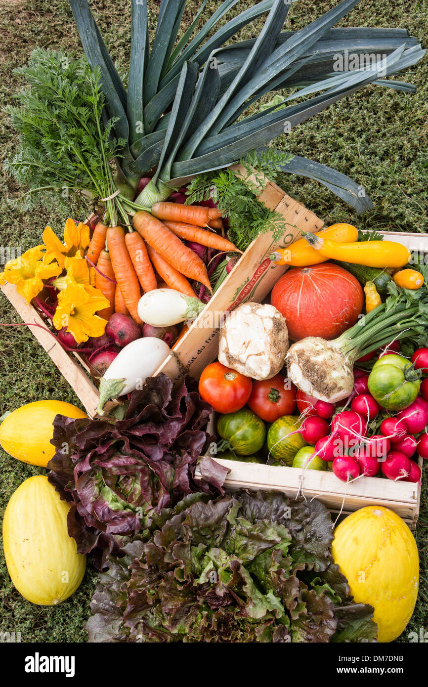 Farmed vegetables hi-res stock photography and images - Alamy