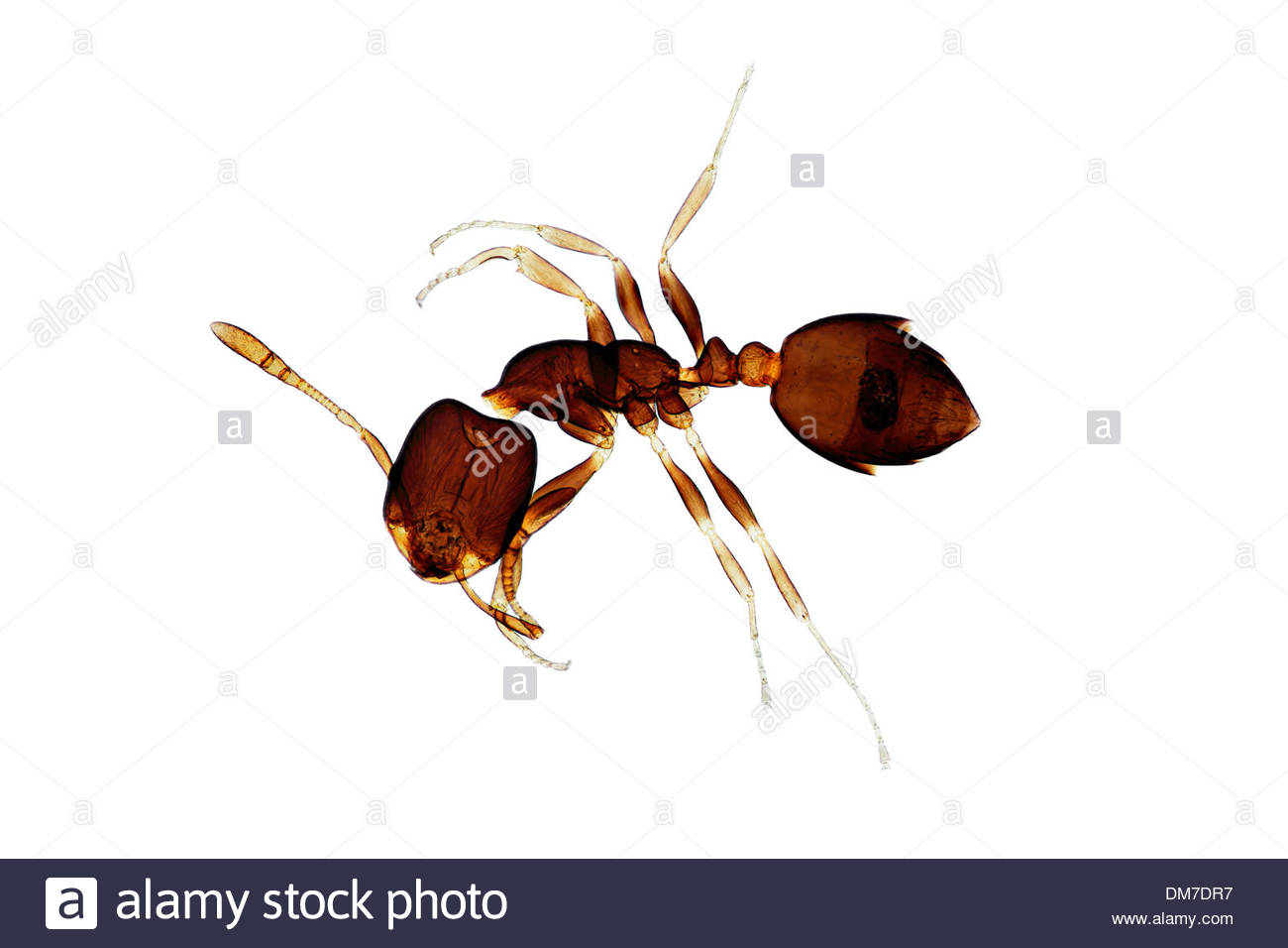 Micro Ants High Resolution Stock Photography and Images - Alamy
