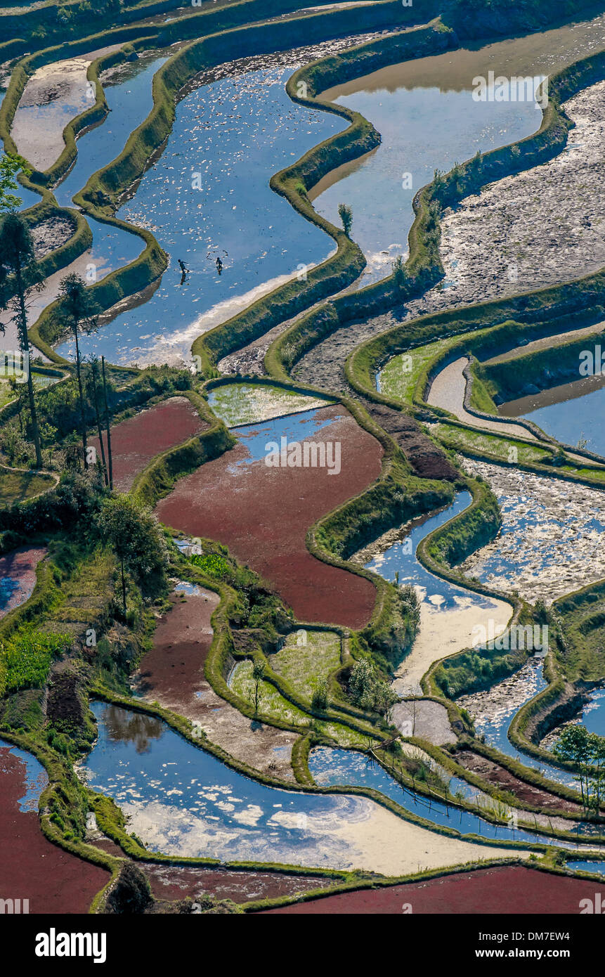 Rice terraces of Yuanyang, Yunnan, China Stock Photo - Alamy