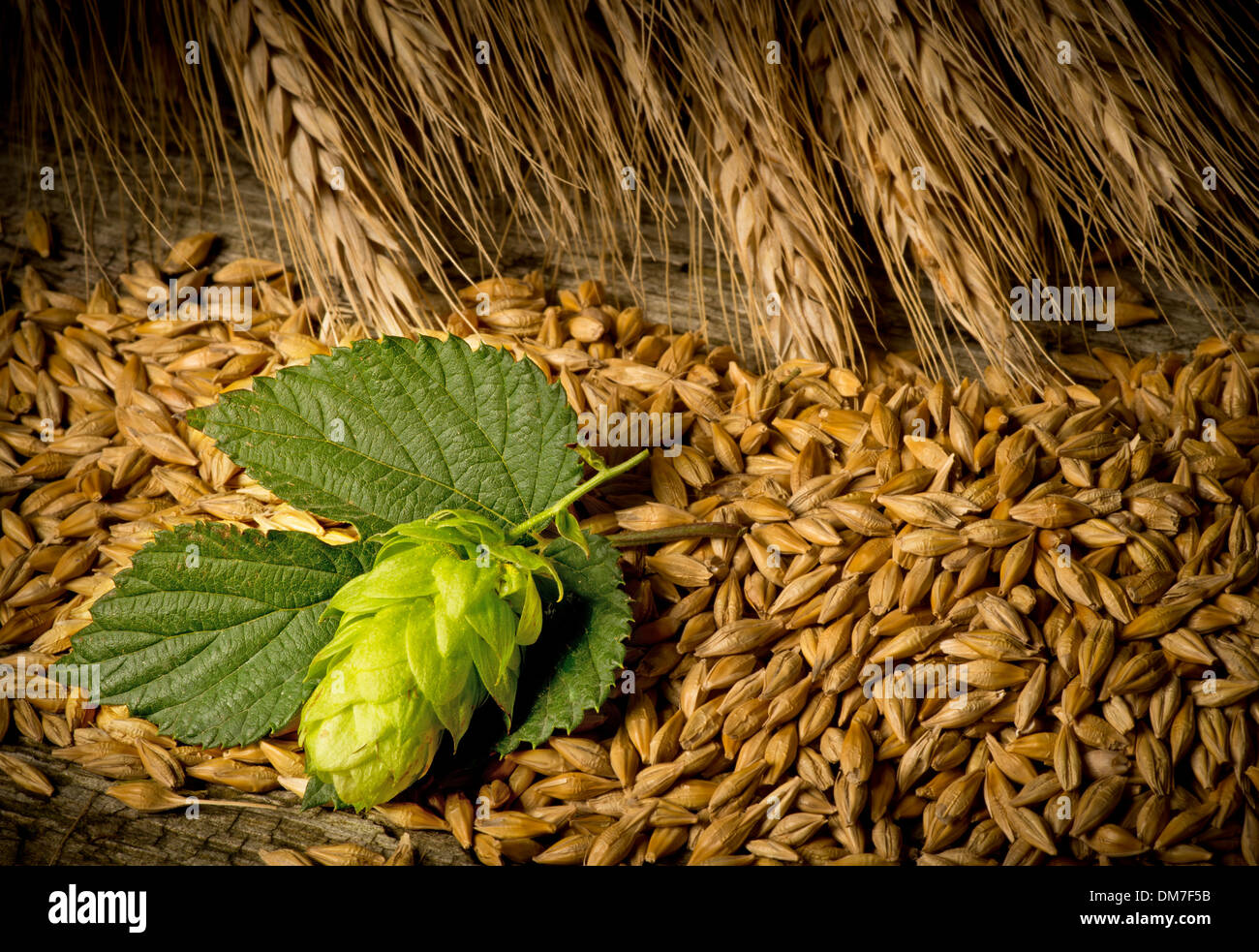 still life with raw material for beer production Stock Photo - Alamy