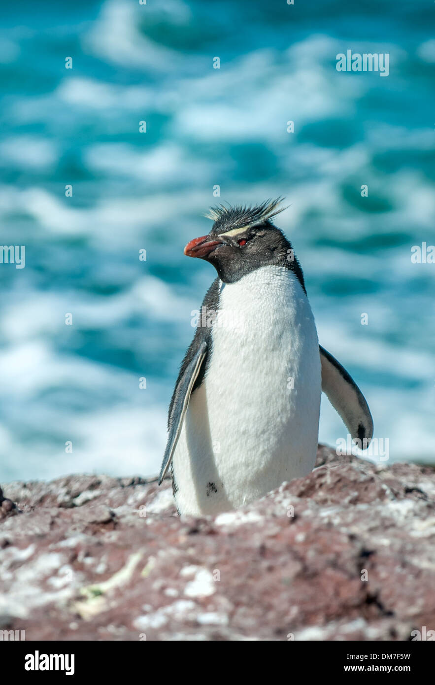Cartoon penguin hi-res stock photography and images - Alamy