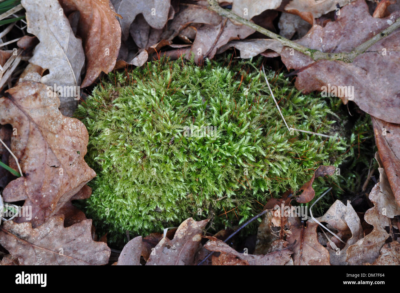 Moss patch hi-res stock photography and images - Alamy