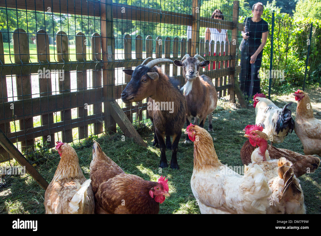 FARM ANIMALS (HENS AND GOATS), CAMPING DU PERCHE, CAMPSITE IN THE ...