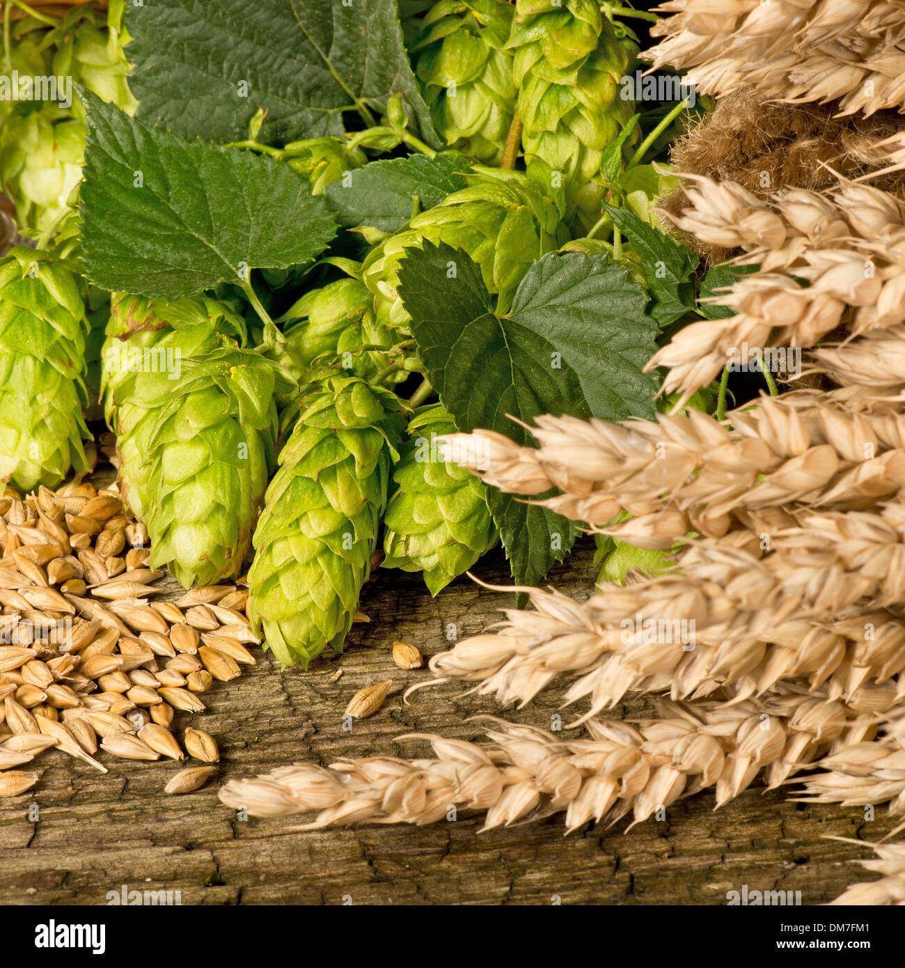 still life with raw material for beer production Stock Photo - Alamy