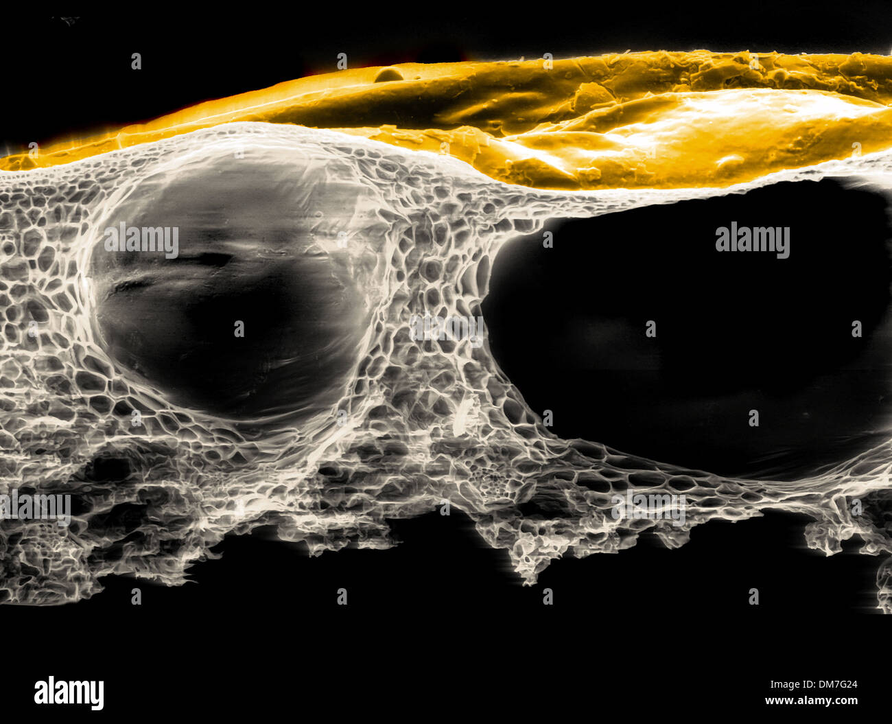 Scanning electron micrograph of clementine peel Stock Photo - Alamy
