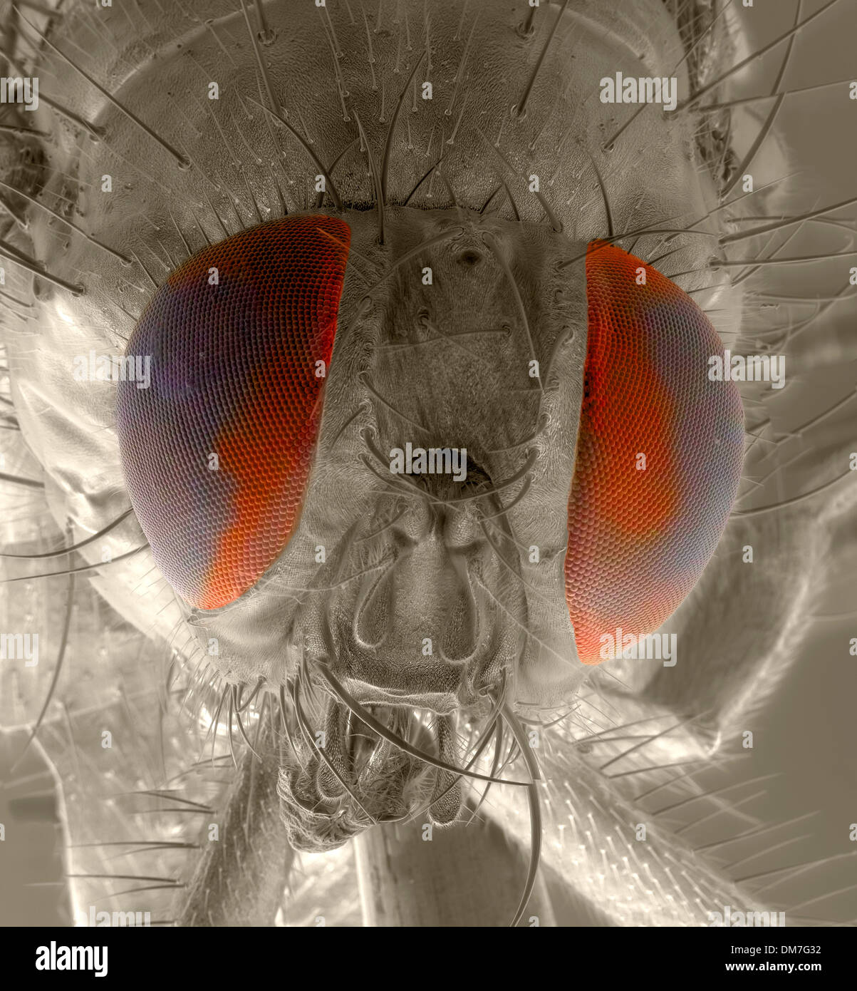 Portrait of a fly: correlative macro photography and scanning electron ...