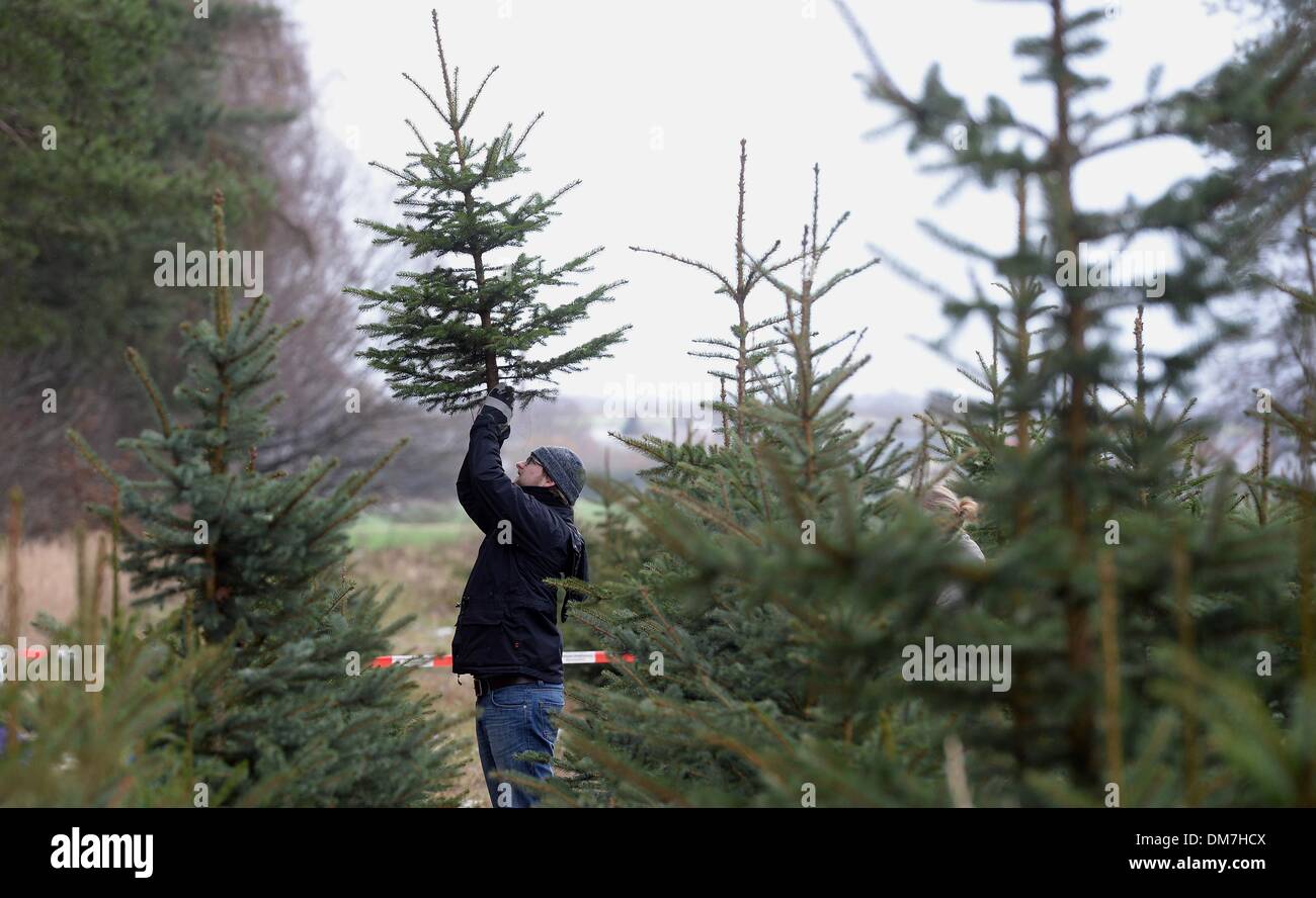 Naunhof, Germany. 7th Dec, 2013. A man examines a fir tree as he ...