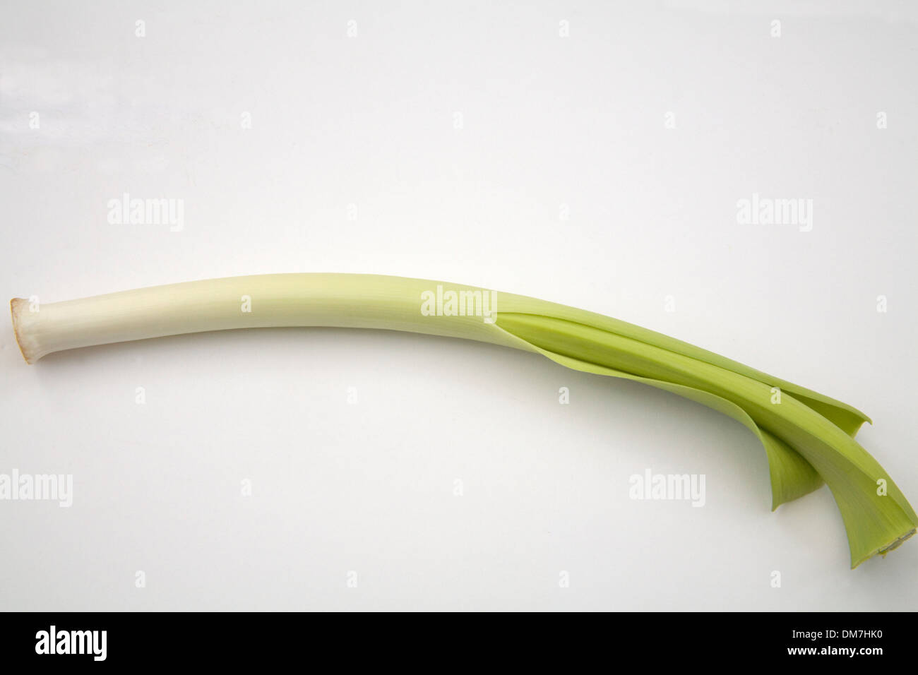 Close up single Welsh leek on white background Stock Photo - Alamy