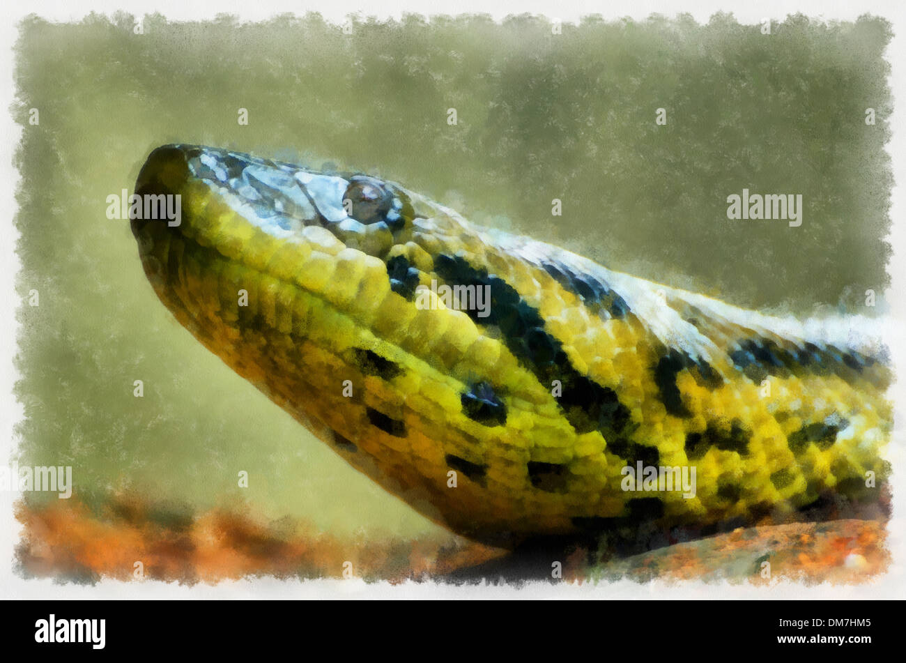 Boa reptiles boa latin boa hi-res stock photography and images - Alamy