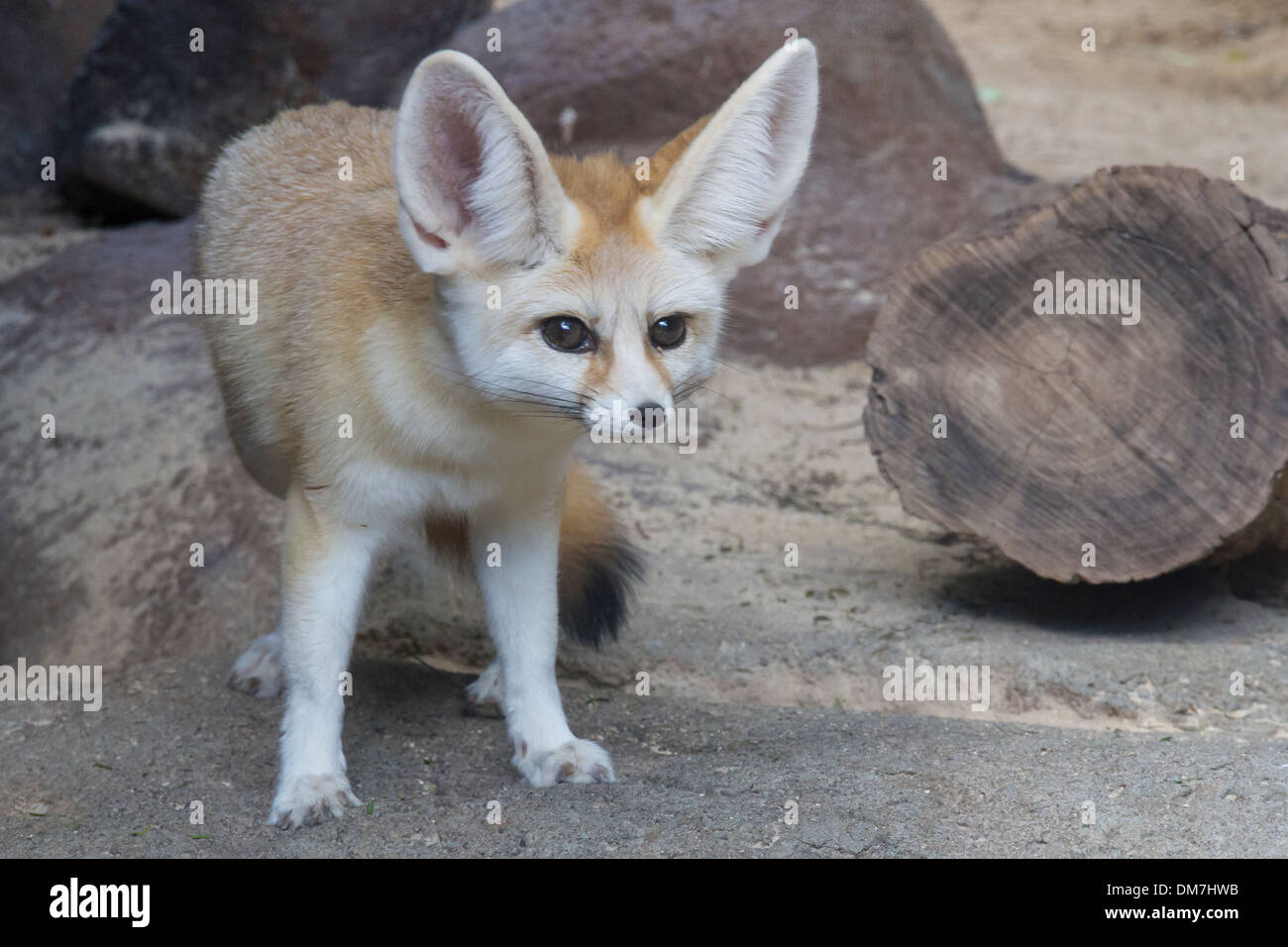 Fennec Fox, Vulpes Zerda Stock Photo - Alamy