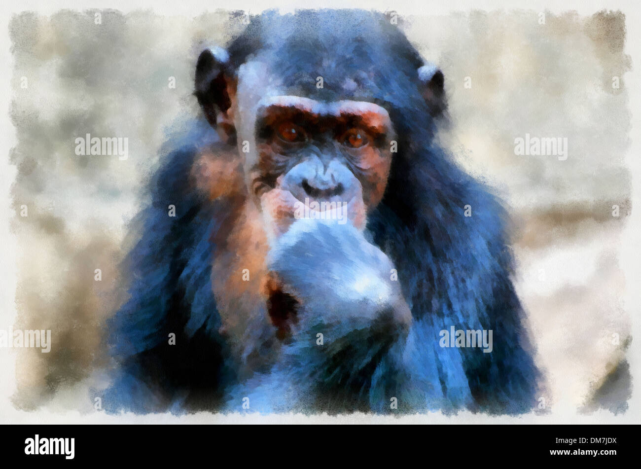 Chimpanzees (Latin Pan) - genus of the hominid family of primates ...
