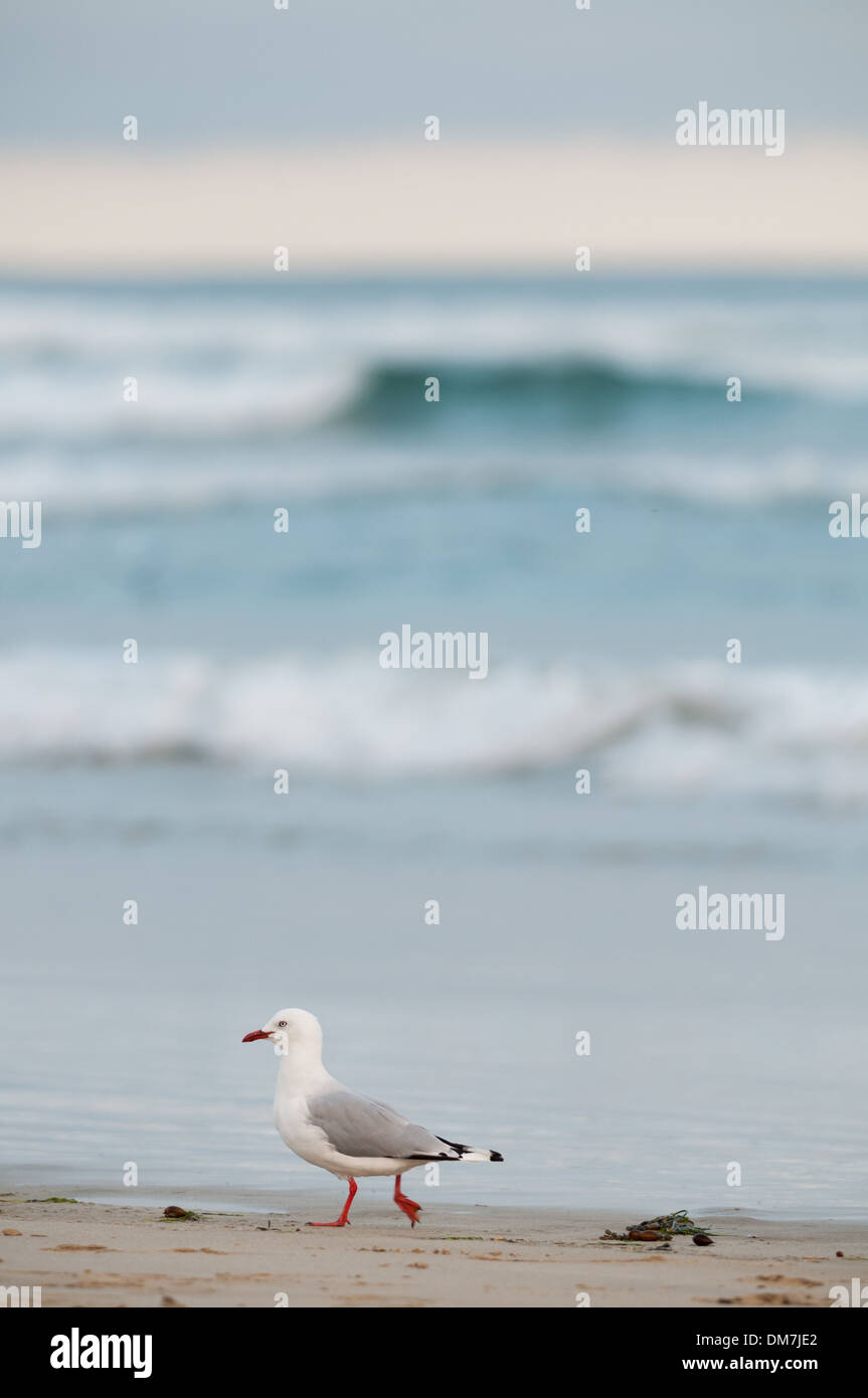 Red billed gull tarapunga hi-res stock photography and images - Alamy