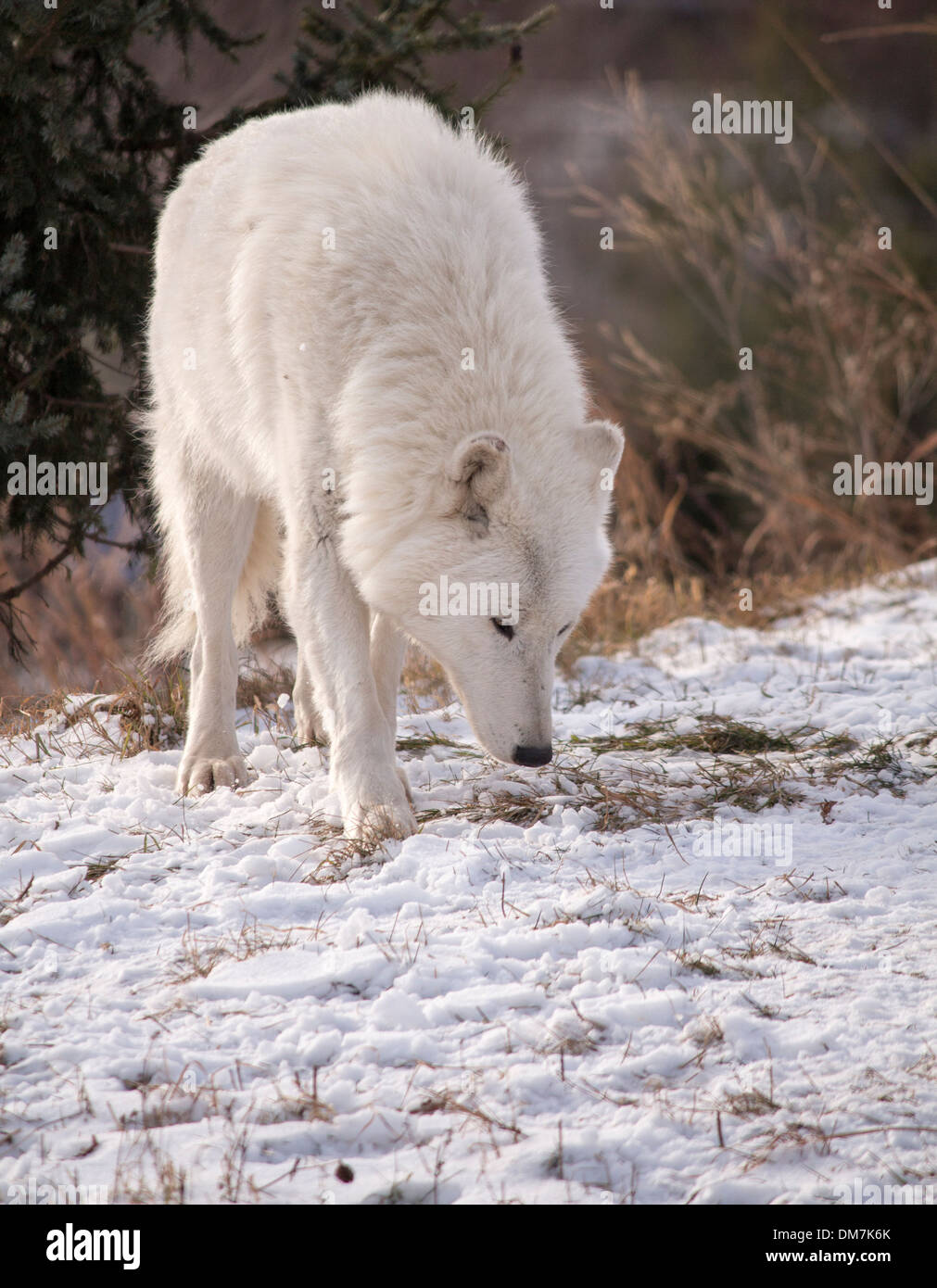 Wolf sniffing ground hi-res stock photography and images - Alamy