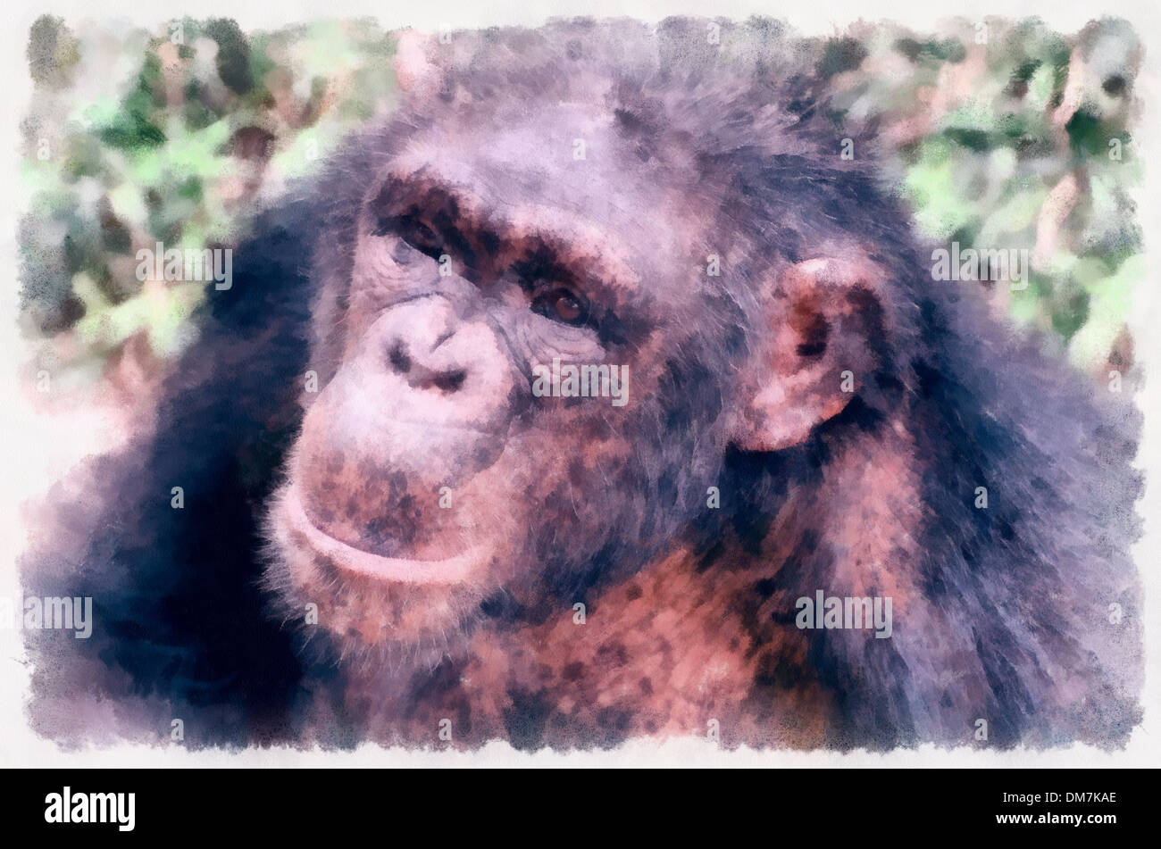 Pan genus hi-res stock photography and images - Alamy