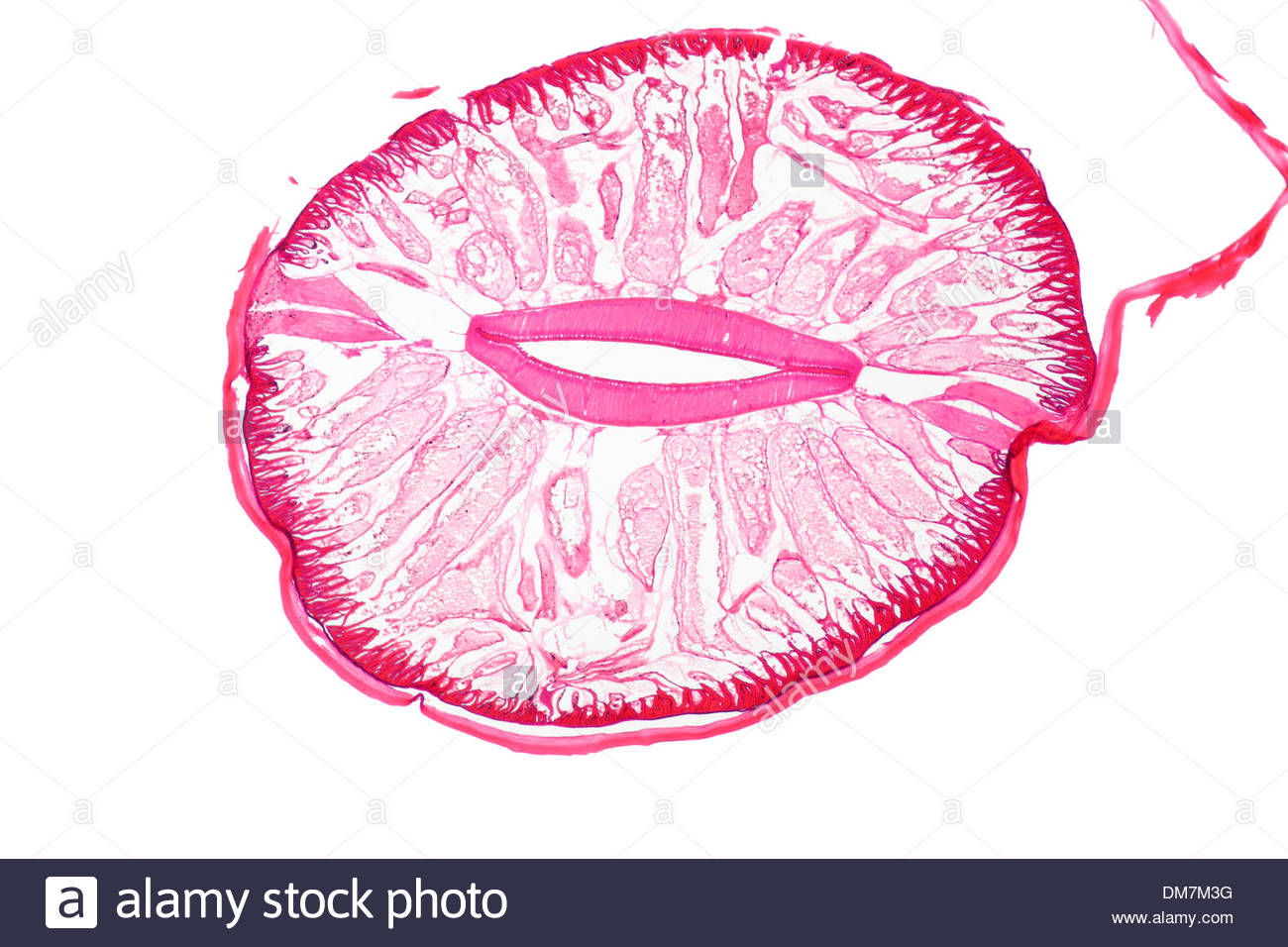 Ascaris Cross Section High Resolution Stock Photography and Images - Alamy