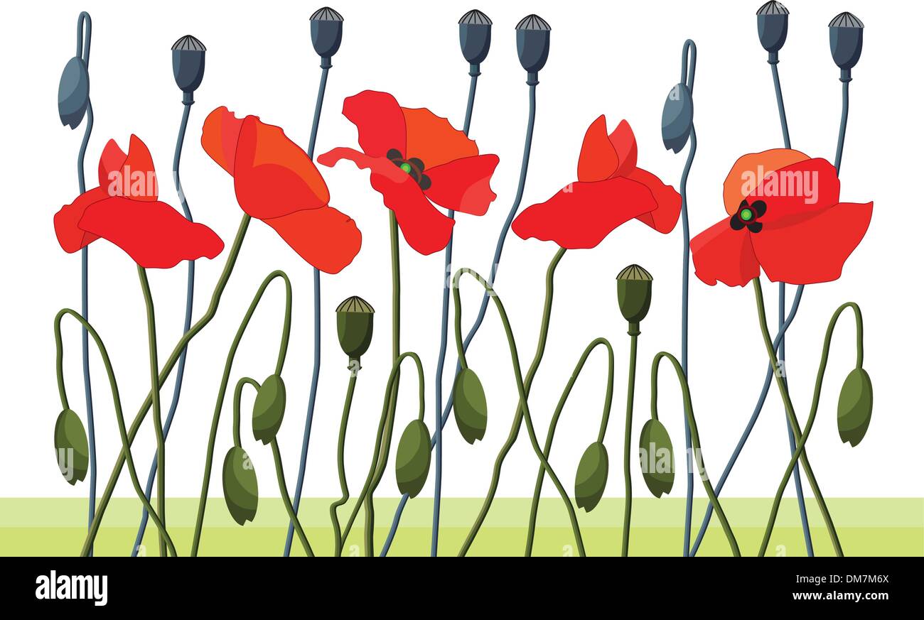 Papaver in wild field Stock Vector Images - Alamy