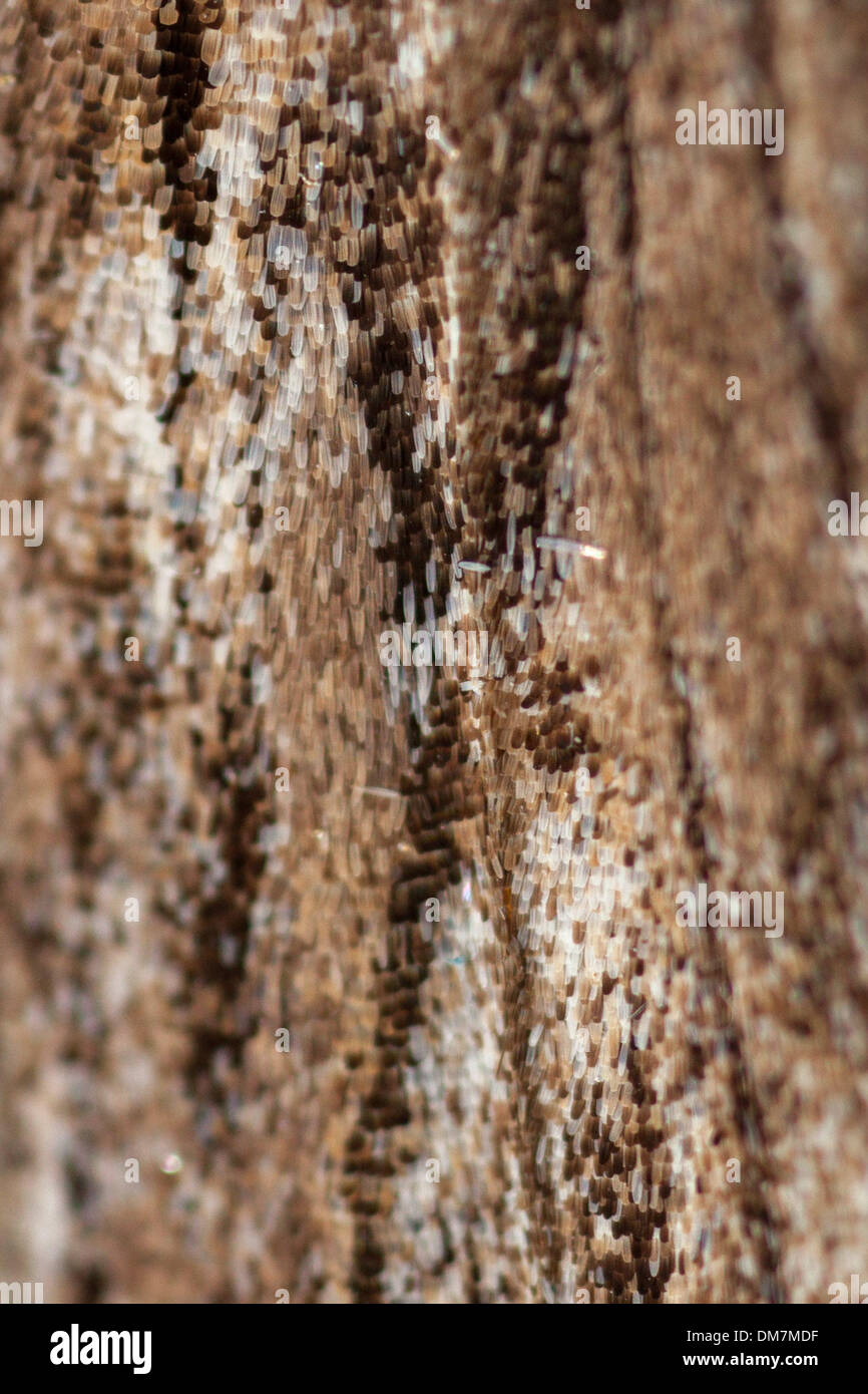Macro photograph of a moth's scales Stock Photo - Alamy