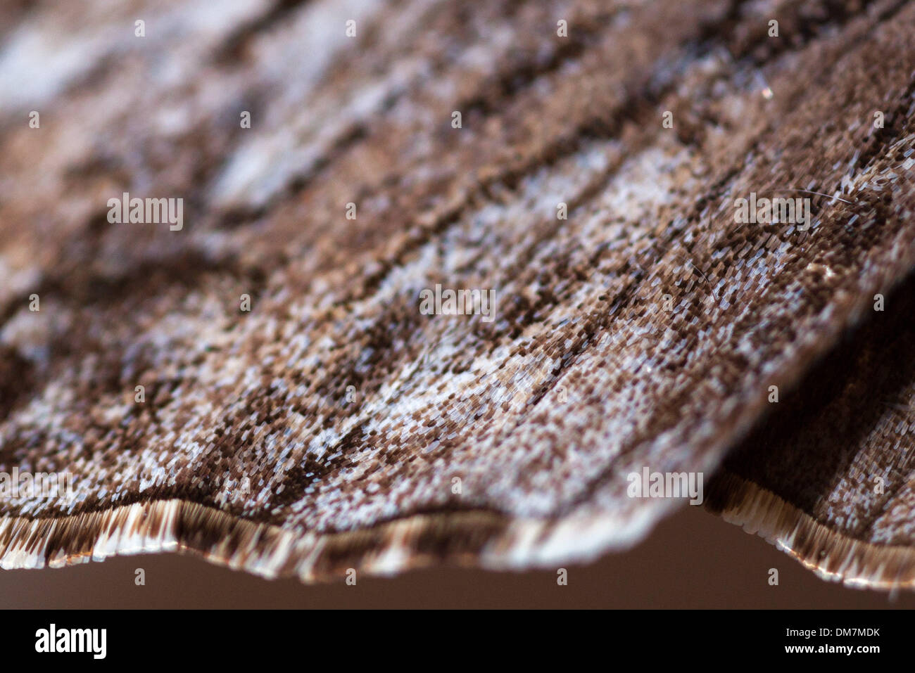 Macro photograph of a moth's scales Stock Photo - Alamy