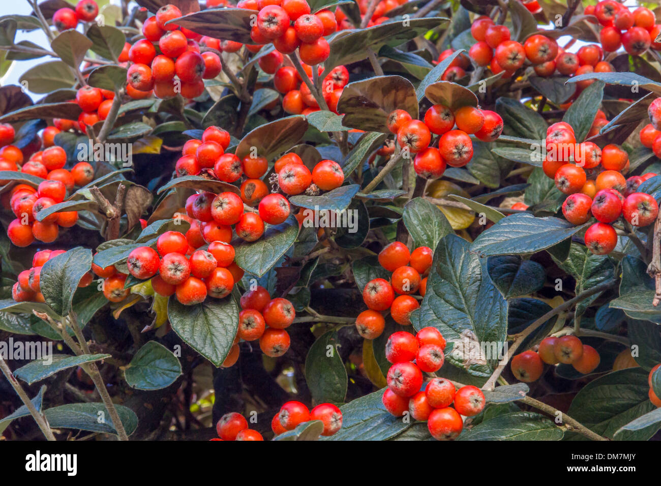Pyracantha Shrub High Resolution Stock Photography and Images - Alamy