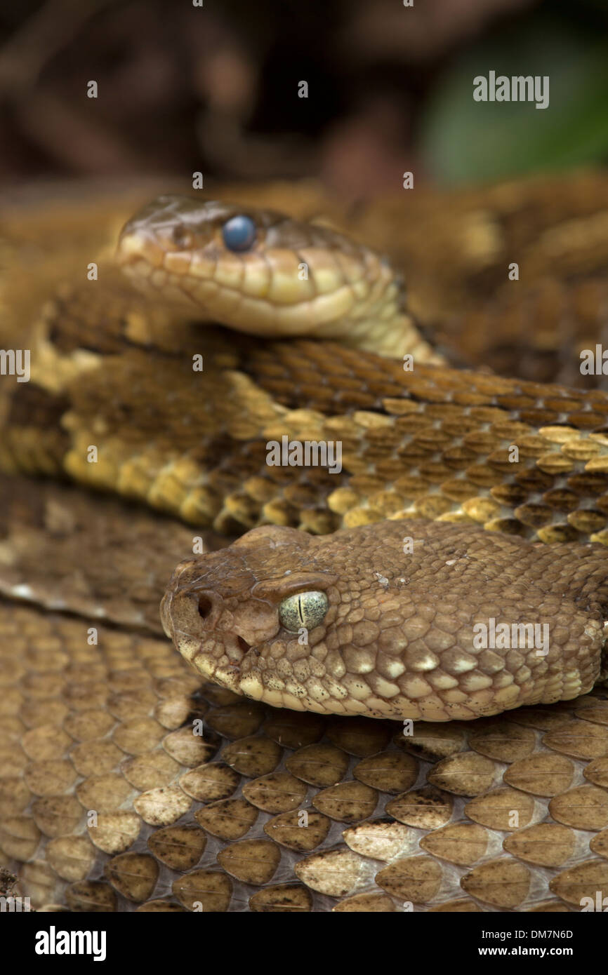 Timber rattlesnakes, Crotalus horridus, and common garter snake ...