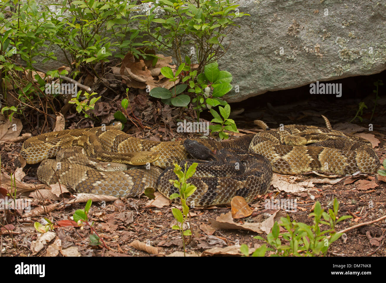 Timber Rattlesnake Crotalus horridus, Pennsylvania, Gravid females basking Stock Photo - Alamy