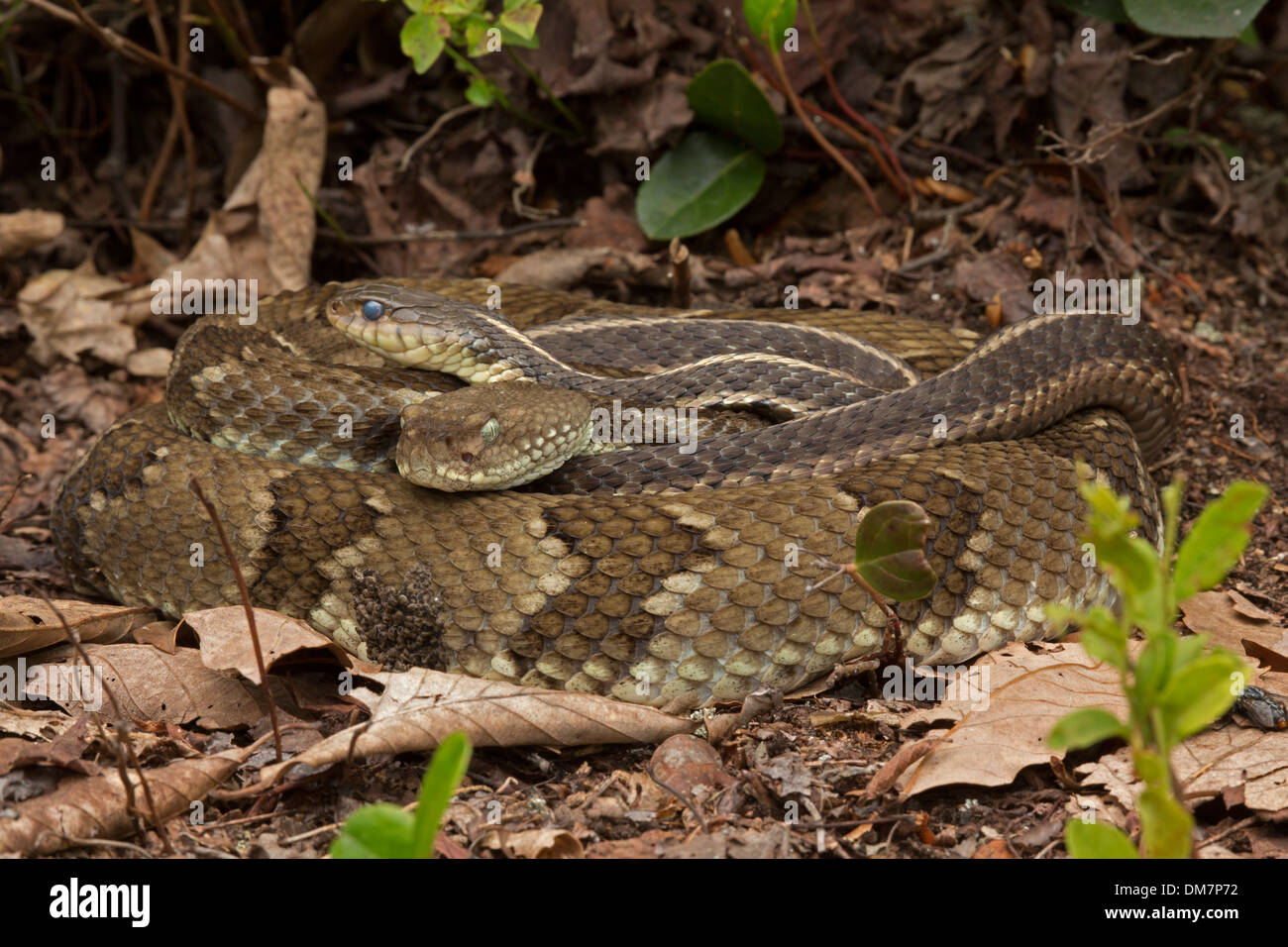 Timber rattlesnakes, Crotalus horridus, and common garter snake ...